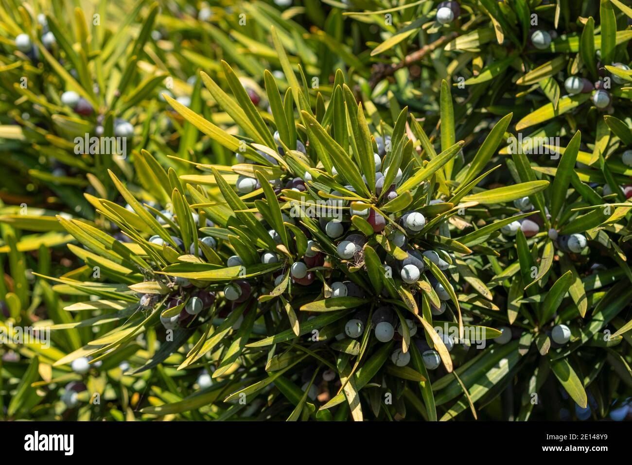 Podocarpus Macrophyllus High Resolution Stock Photography and Images ...