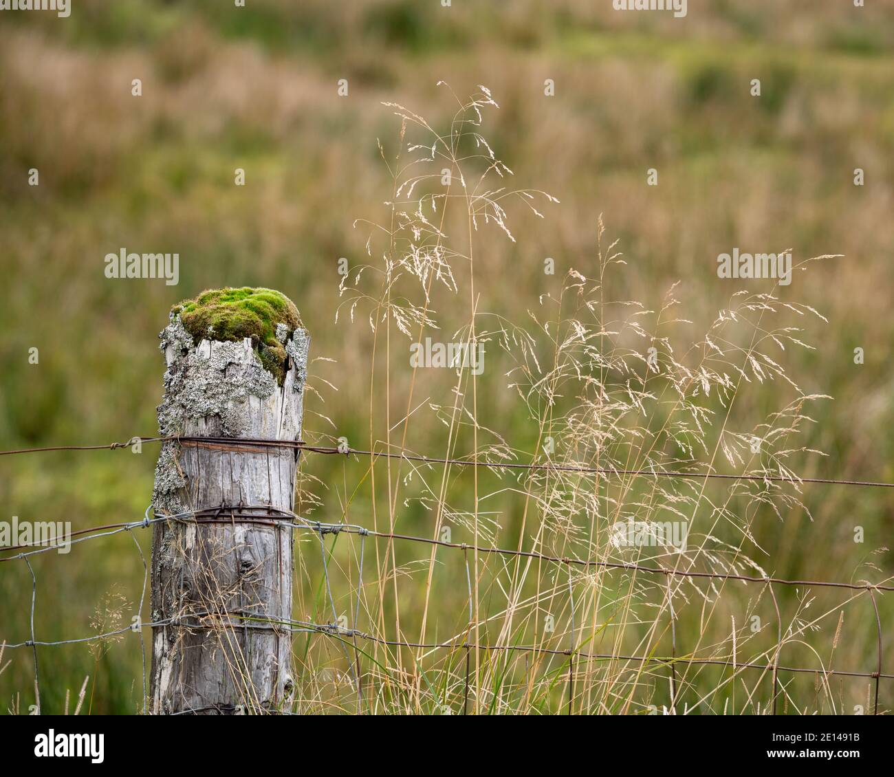 Old fence post, on the North Coast 500 (NC500 Stock Photo - Alamy
