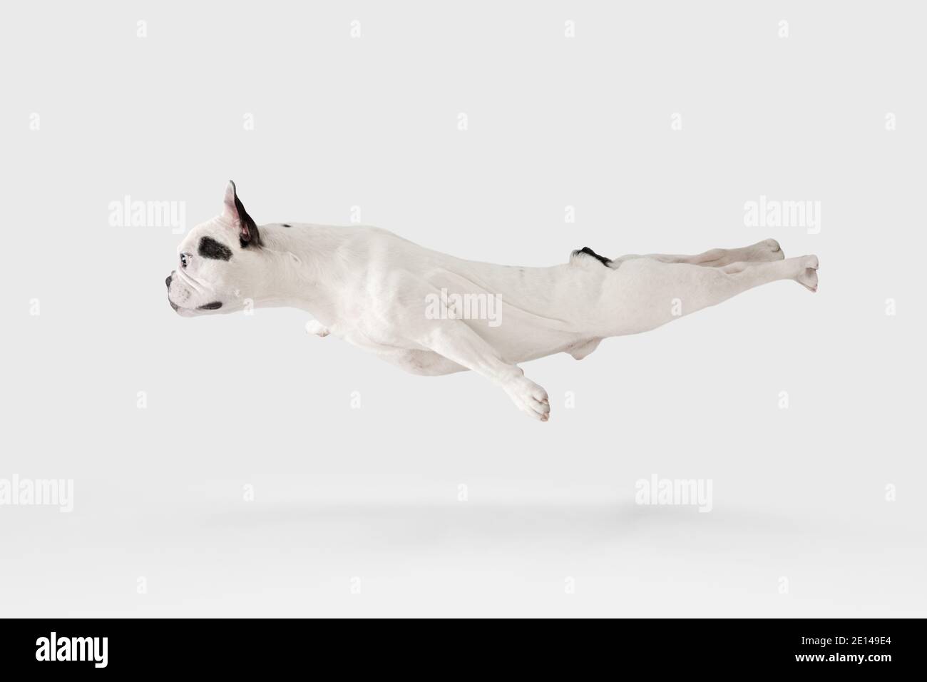 Levitating flying dog. French Bulldog young dog is posing. Cute playful ...
