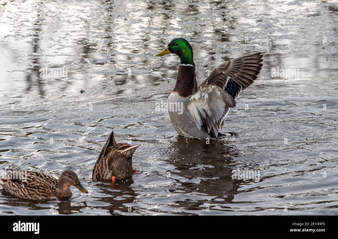 Preston, Lancashire, UK. 4th Jan, 2021. Icy temperatures and a frozen ...
