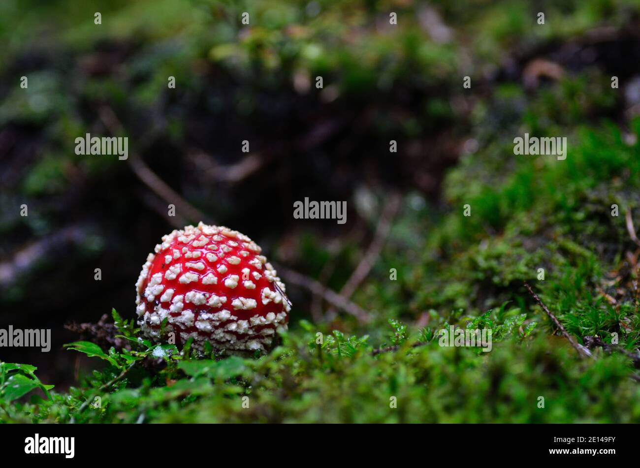 Moss fly agaric deadly hi-res stock photography and images - Alamy