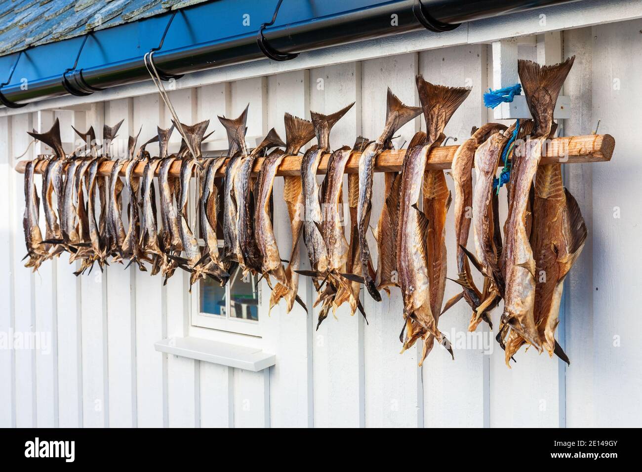 Stockfish drying on a wall Stock Photo - Alamy
