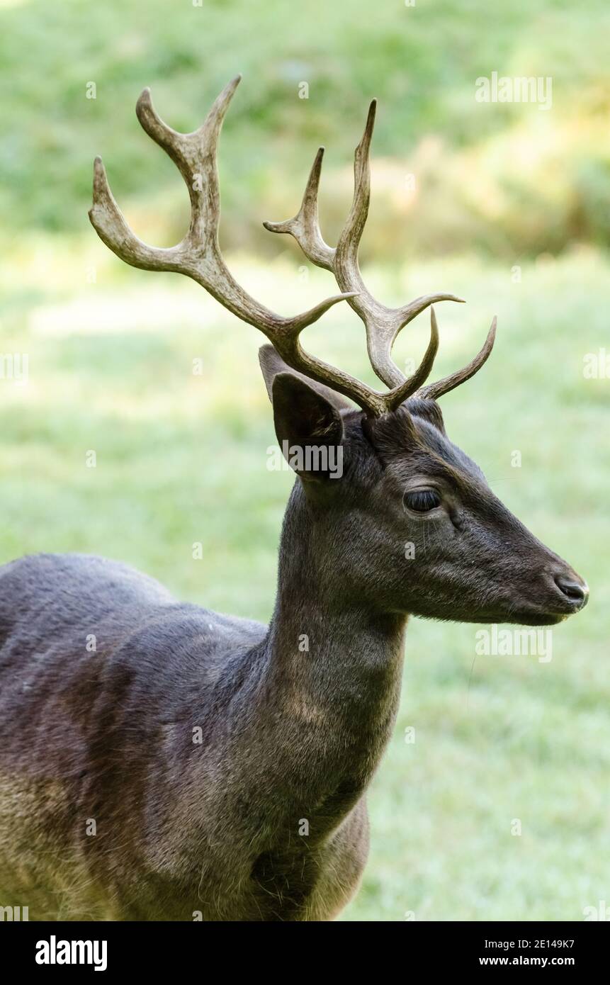 Adult male deer hi-res stock photography and images - Alamy