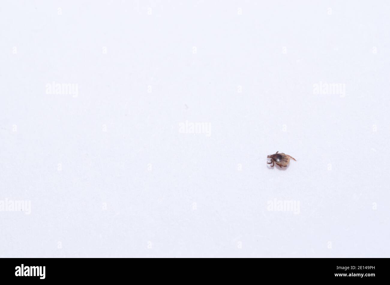 Tick check dog hi-res stock photography and images - Alamy