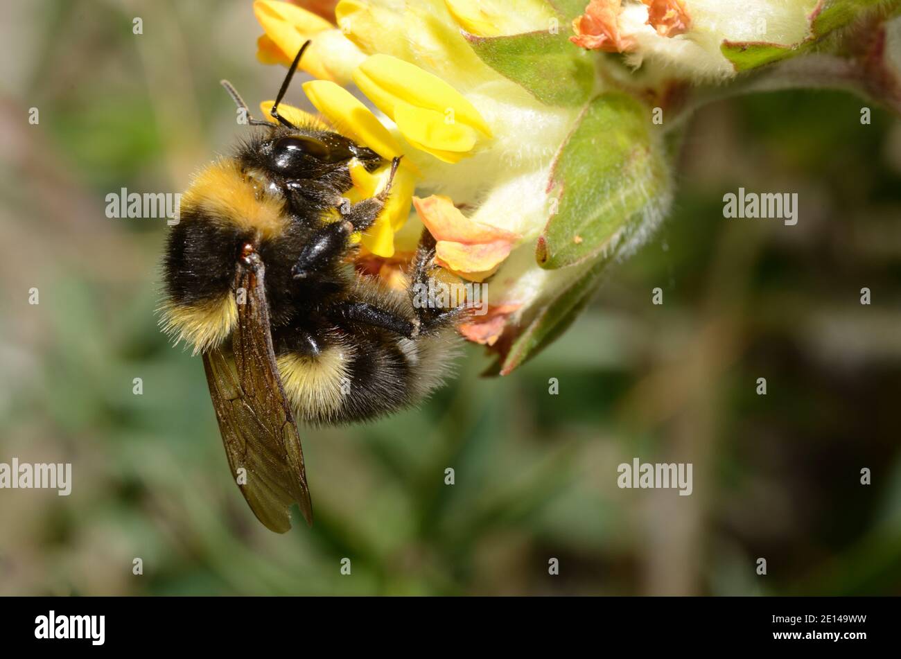 Bumblebee at the insect hotel hi-res stock photography and images - Alamy