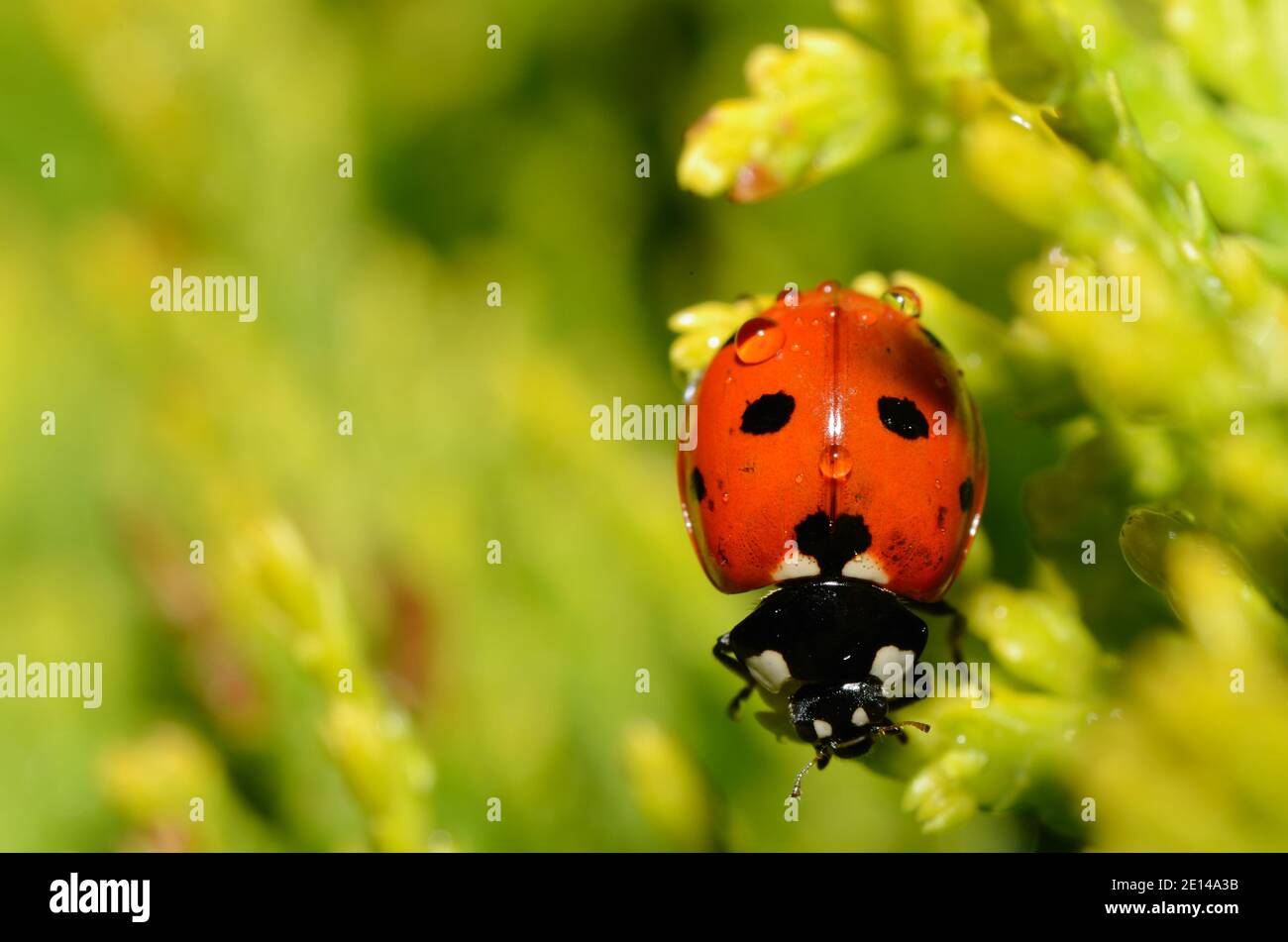 Small ladybug hi-res stock photography and images - Alamy