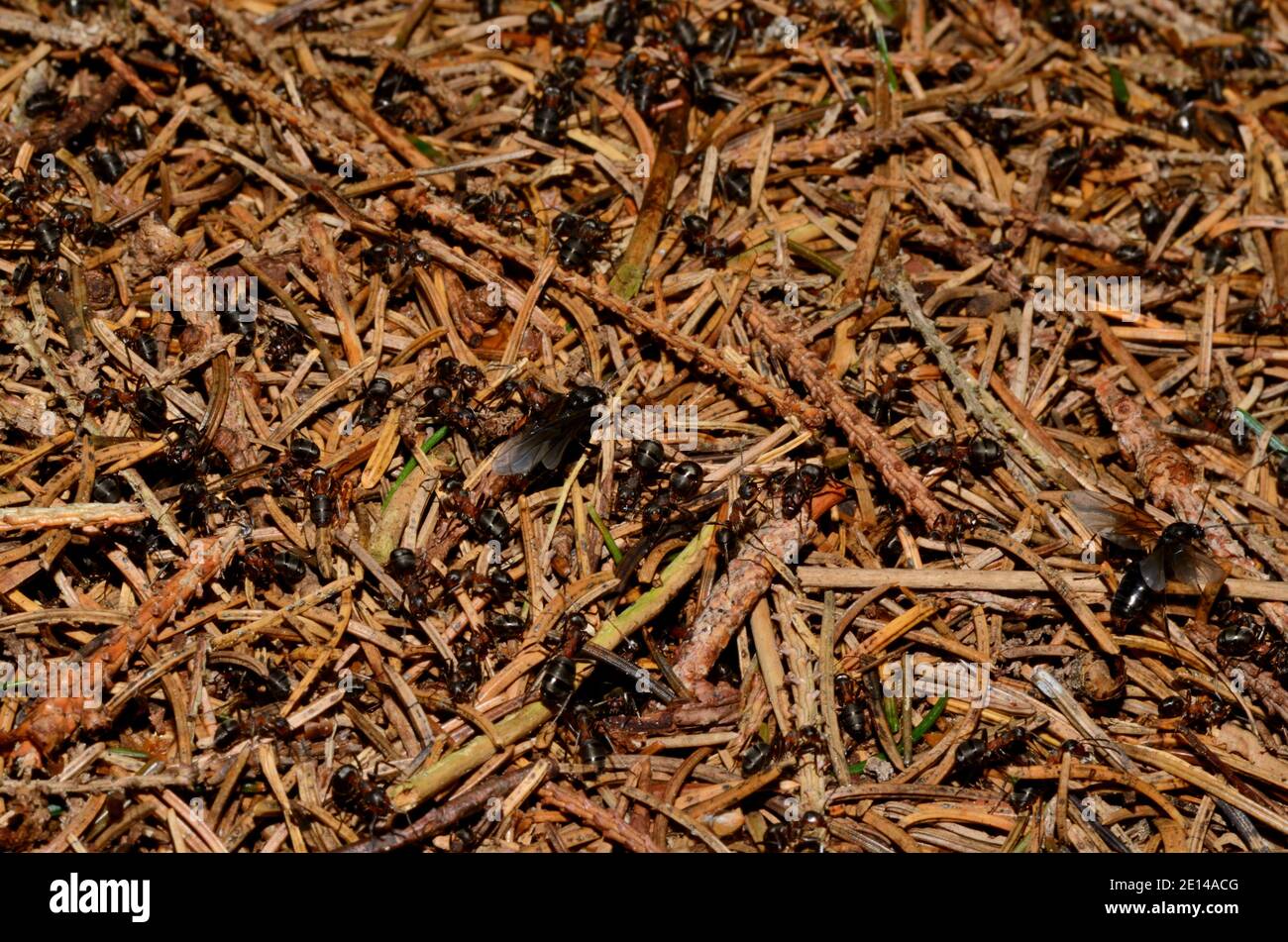 Many ants on white hi-res stock photography and images - Alamy