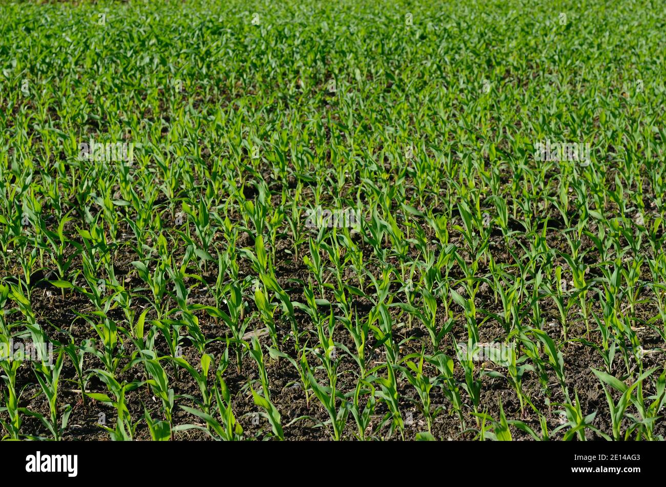 field with corn on the cob plant in summer Stock Photo - Alamy