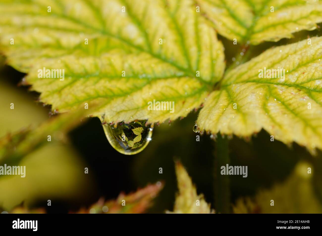 raindrops on a leaf with a beautiful reflection Stock Photo - Alamy