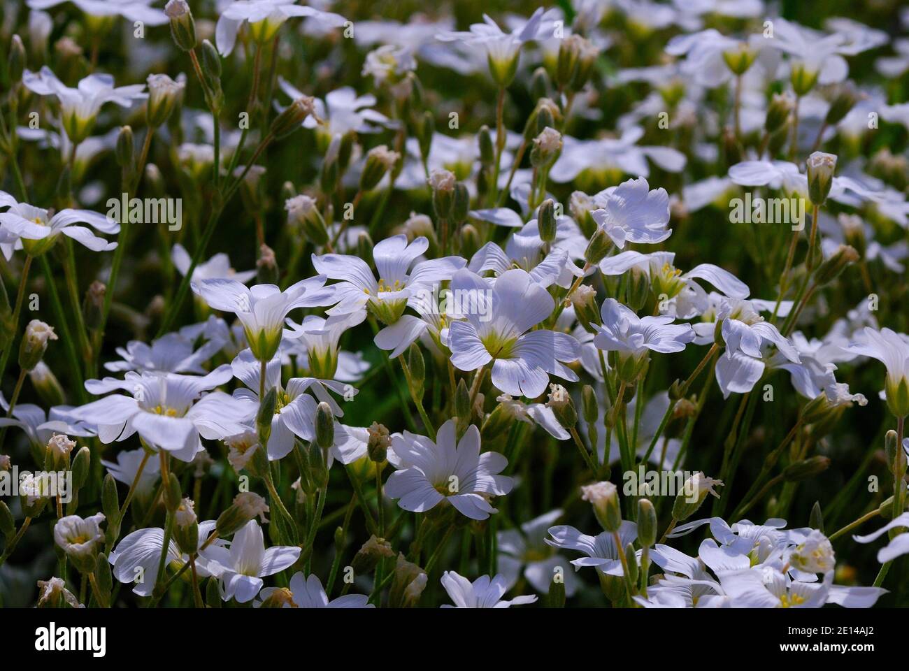 Fresh white flowers hi-res stock photography and images - Alamy