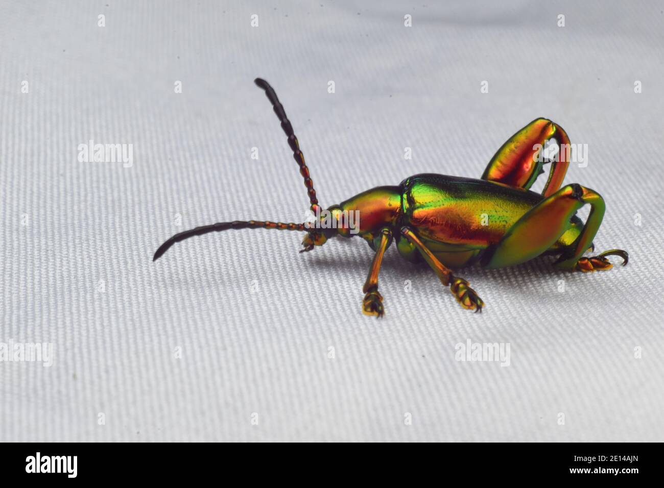 Frog insect on white hi-res stock photography and images - Alamy