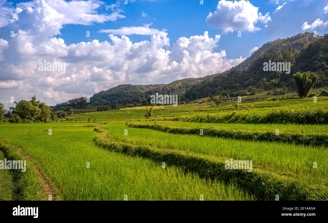 Huge rice field hi-res stock photography and images - Alamy