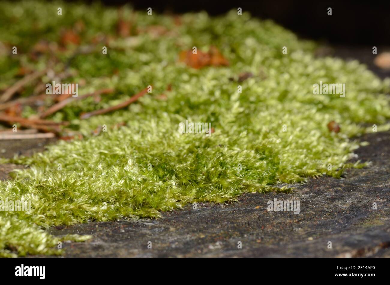 fine fresh green moss in the forest Stock Photo - Alamy