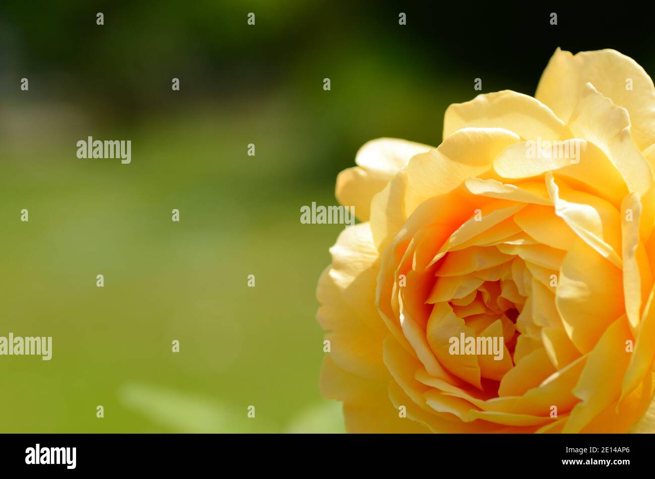 view large yellow fresh roses in spring Stock Photo - Alamy