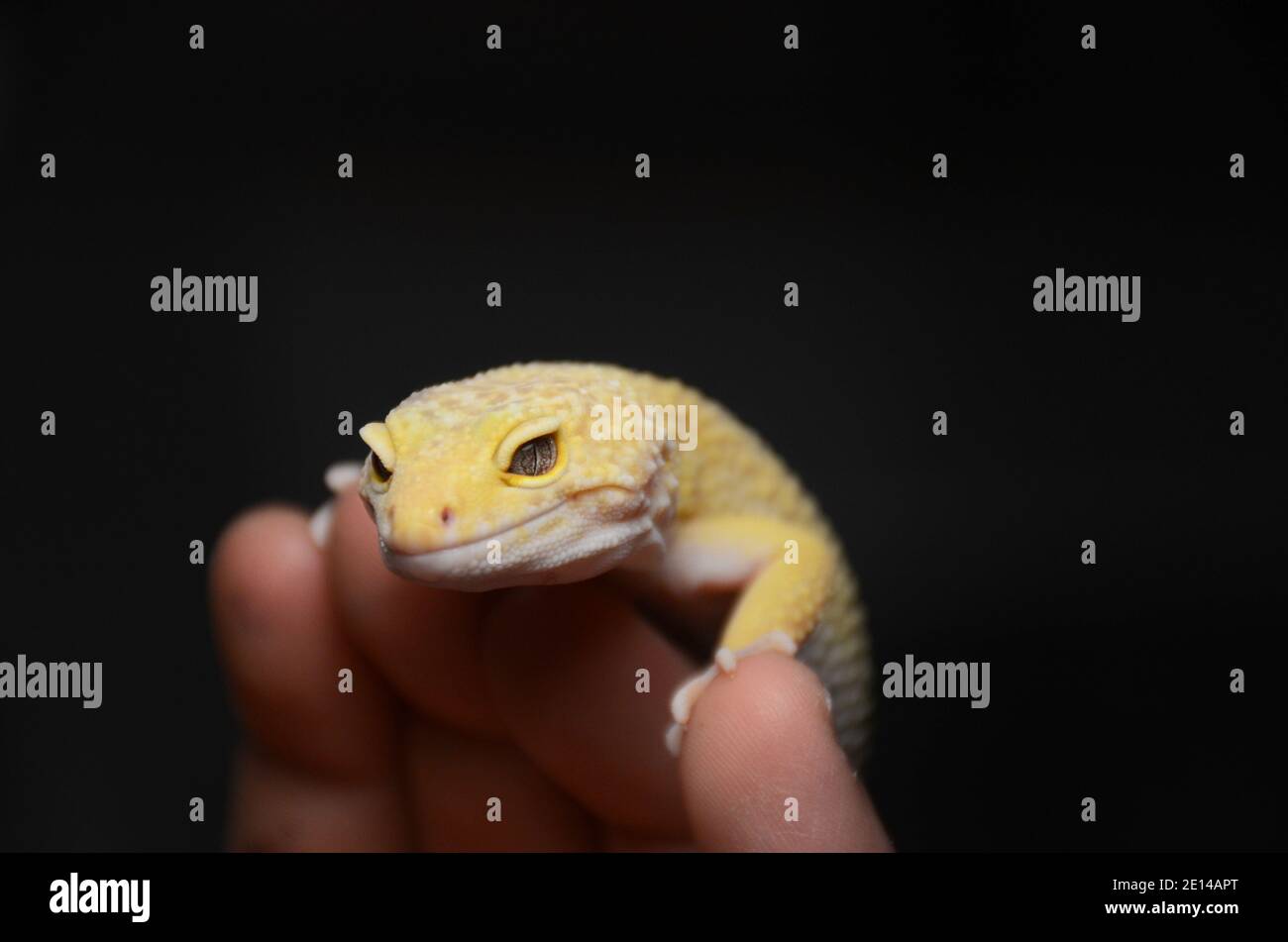 Love reptiles hi-res stock photography and images - Alamy