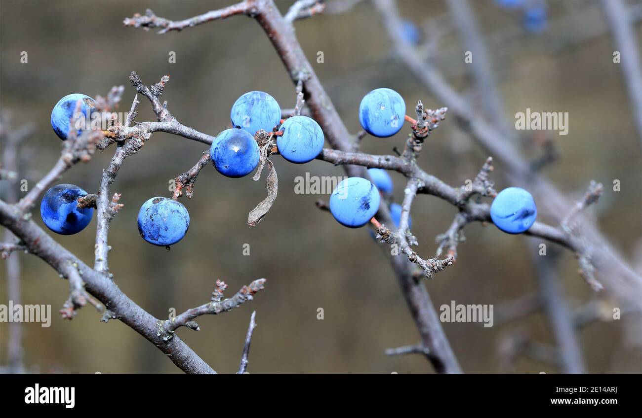 Wild thorn hi-res stock photography and images - Alamy