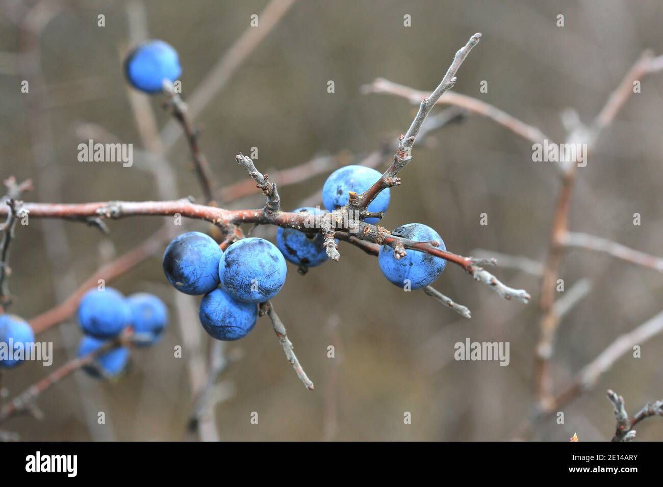 Thorn twig hi-res stock photography and images - Alamy