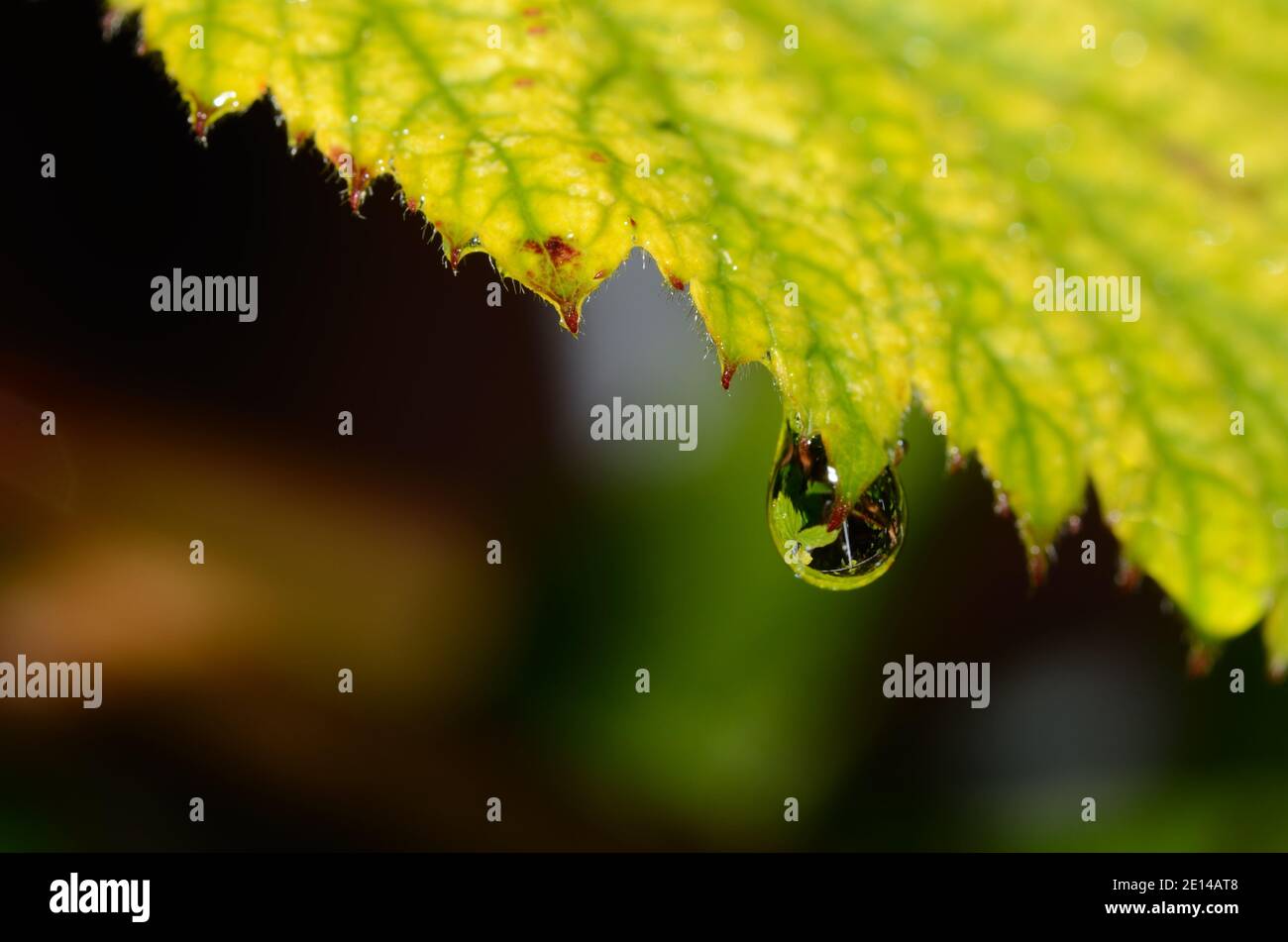 clear rain drops after rain in summer with reflection depends on a leaf ...