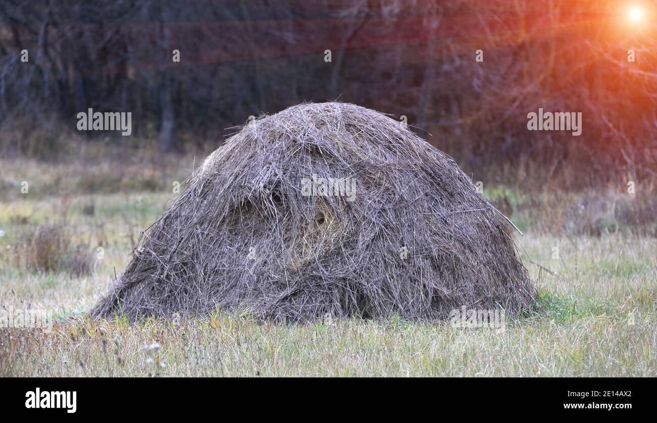 Dry haystack hi-res stock photography and images - Alamy