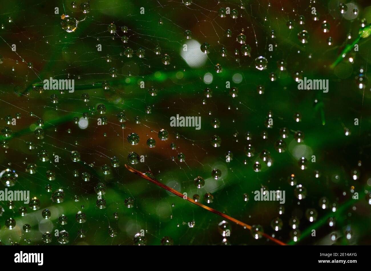 Rain drops on cobweb hi-res stock photography and images - Alamy