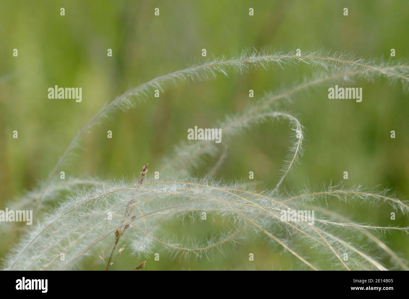Soft plant hi-res stock photography and images - Alamy