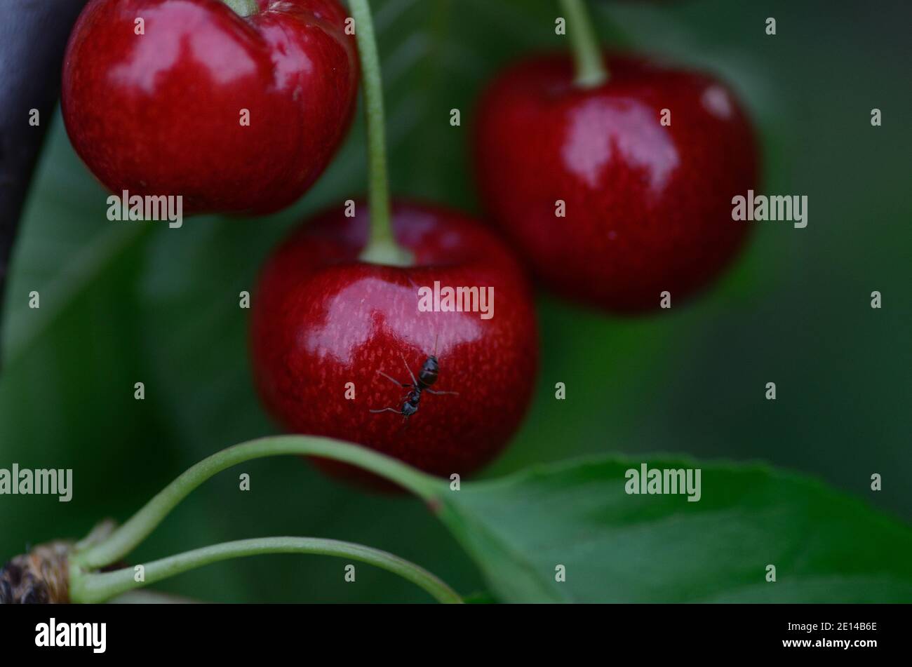 Red ant on tree hi-res stock photography and images - Alamy