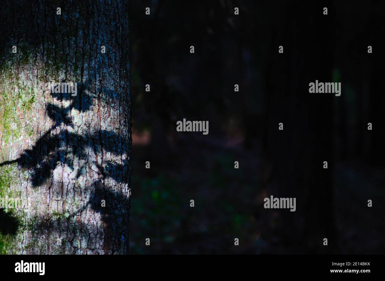 shadow of leaves on a tree in the forest Stock Photo - Alamy
