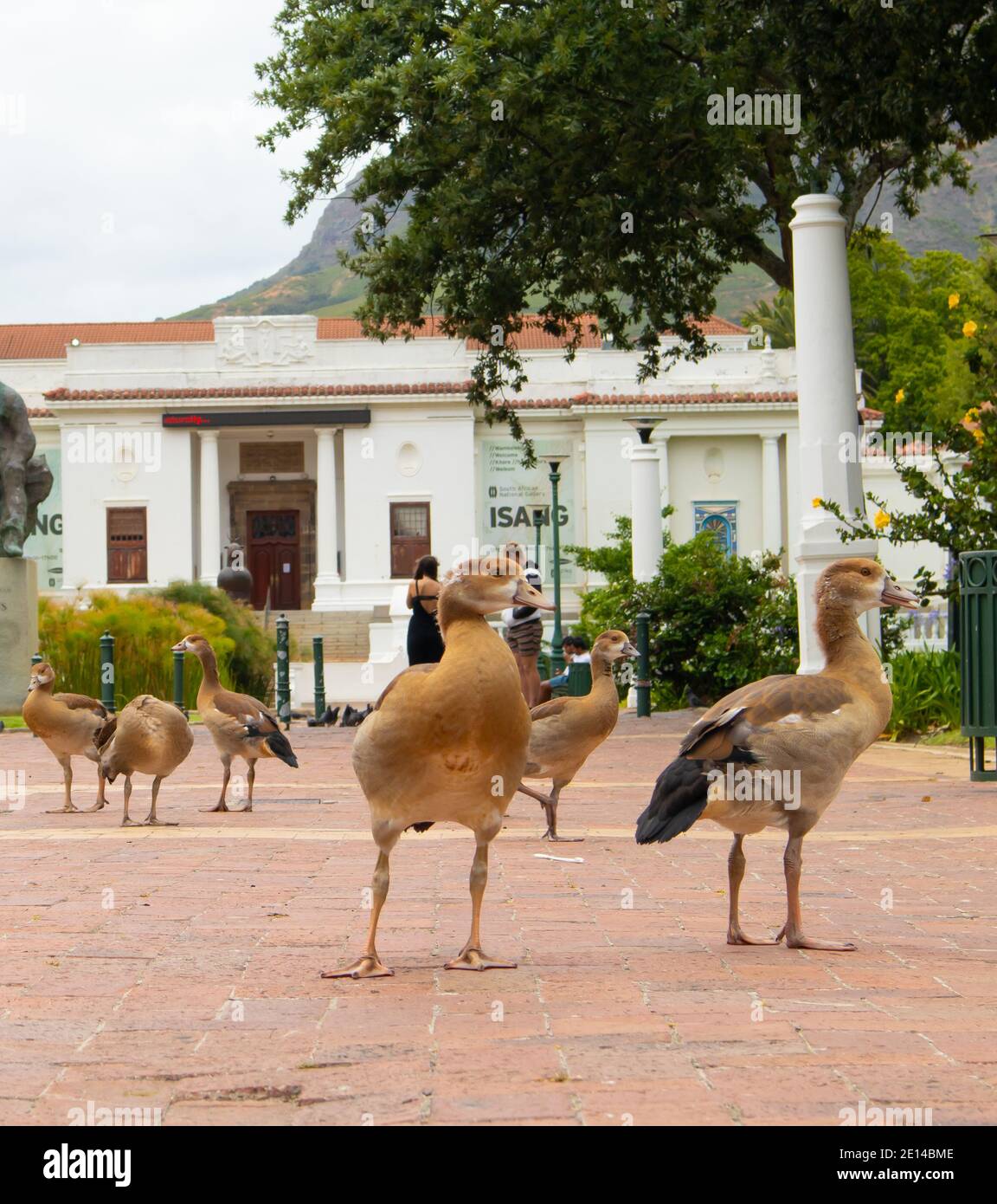 Gardens- Cape Town, South Africa - 23/11/2020 Egyptian geese walking ...