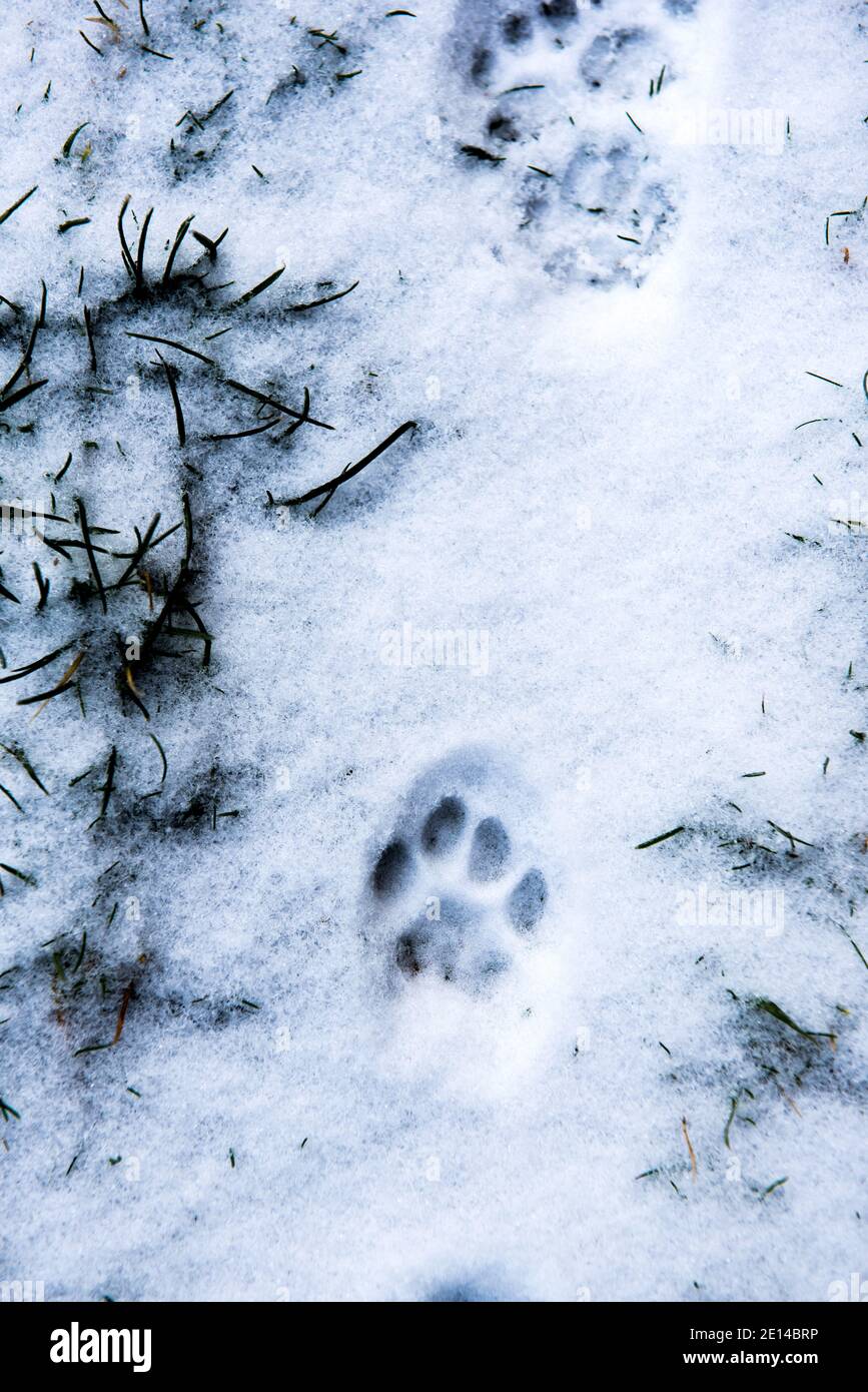 Traces of cat's feet in the snow Stock Photo - Alamy