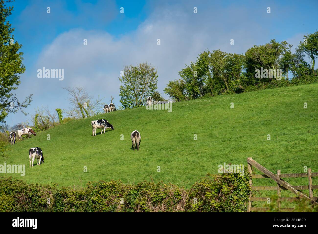 Normandie cows hi-res stock photography and images - Alamy
