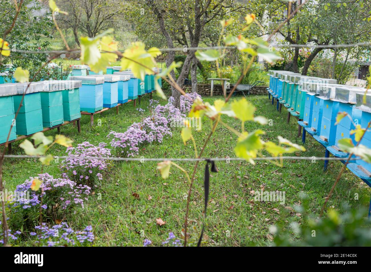 Blue bee hives to stand side by side on the field Stock Photo - Alamy