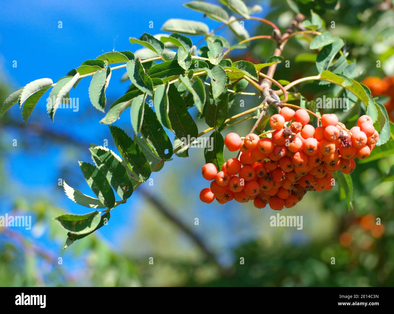 ashberry at dry sunny summer day Stock Photo - Alamy