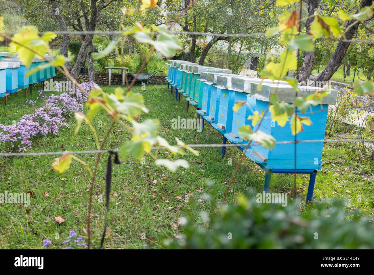 Blue bee hives to stand side by side on the field Stock Photo - Alamy