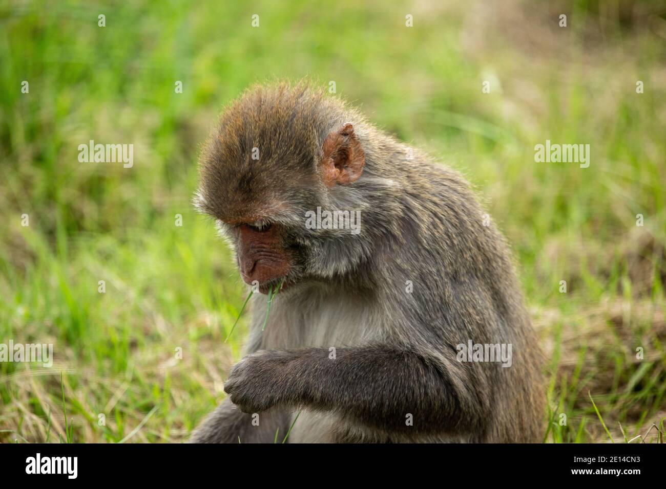 A Macaque grooming itself at Longleat safari park Stock Photo - Alamy
