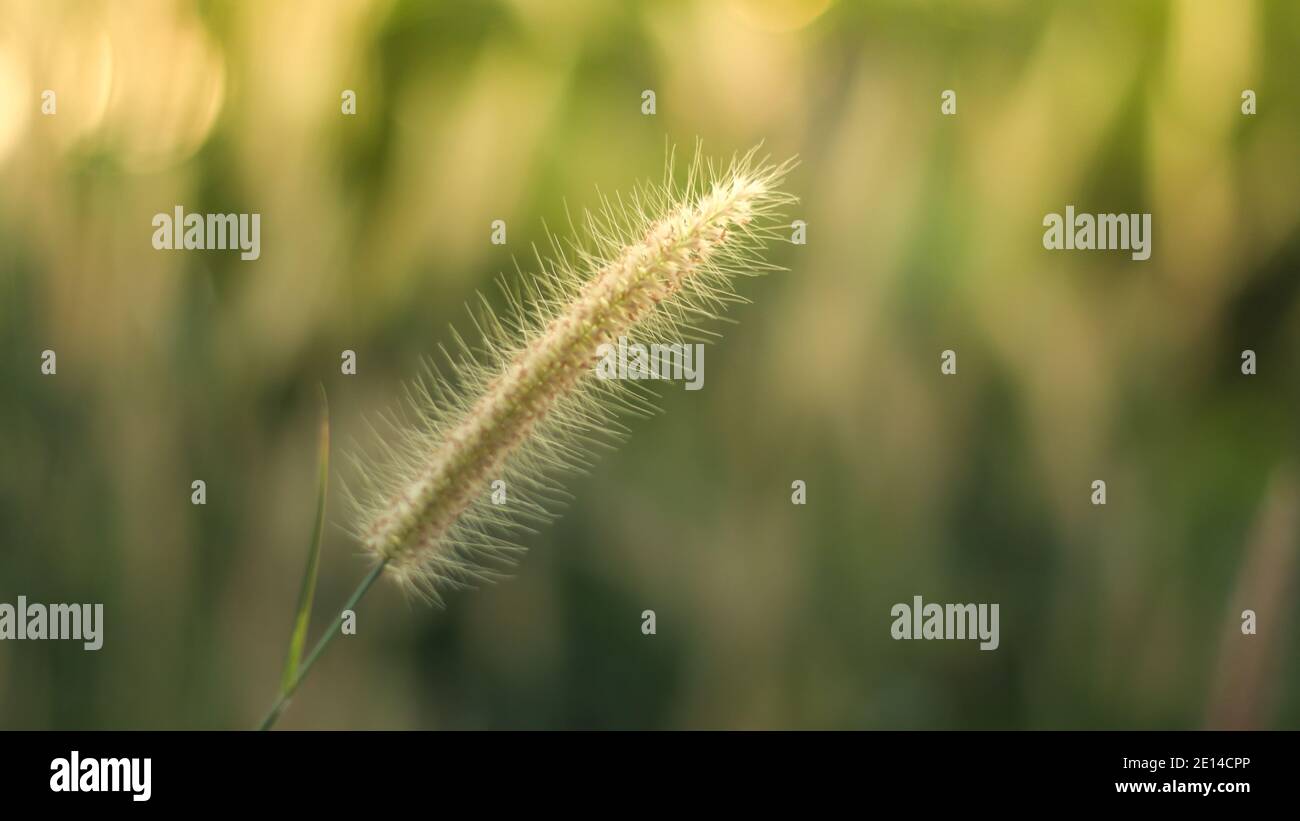 Field of grass flower nature background soft focus Stock Photo - Alamy