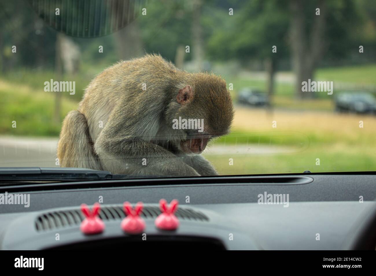 A Macaque at Longleat safari park on a car looking at the parts it has ...