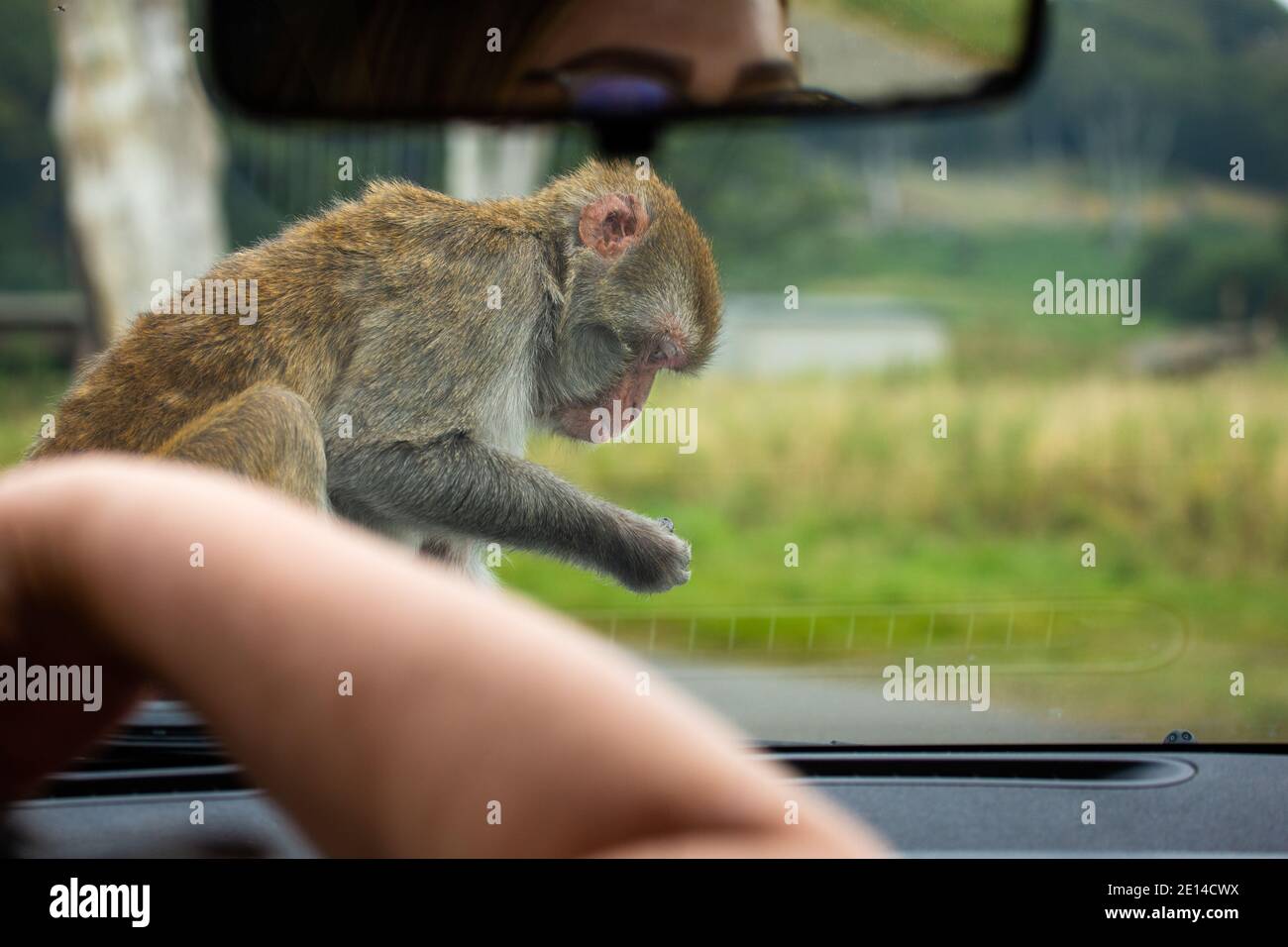 Longleat monkeys hi-res stock photography and images - Alamy