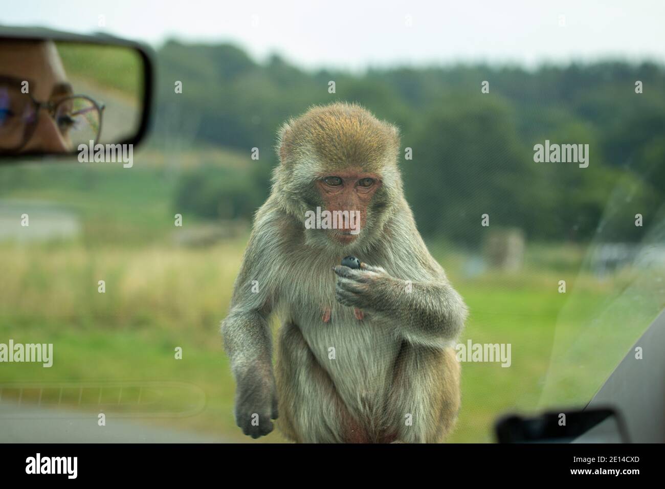 Asian monkeys in the uk hi-res stock photography and images - Alamy