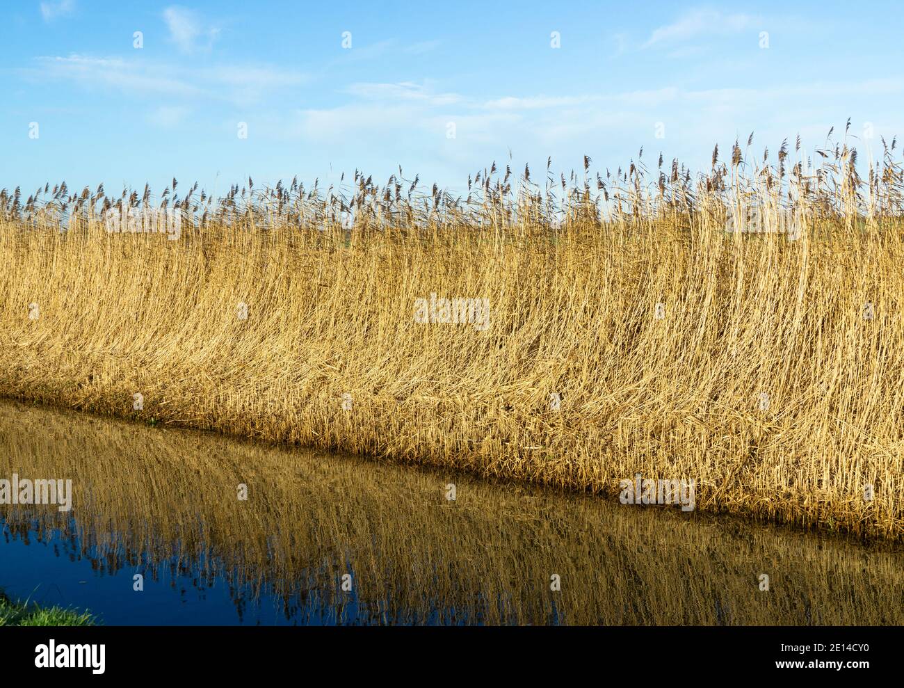 Golden reeds hi-res stock photography and images - Alamy