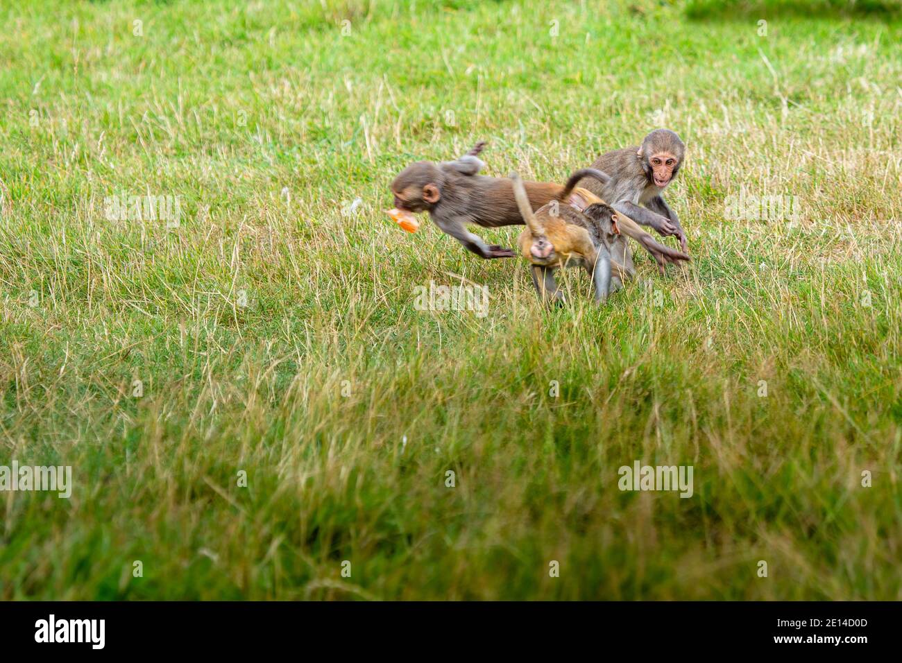 Three Macaque babies playing at Longleat safari park Stock Photo - Alamy
