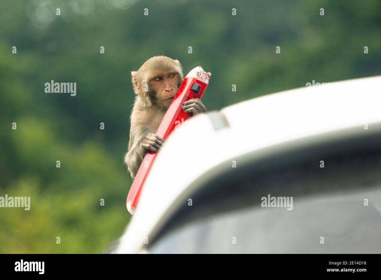 Safari monkey on car hi-res stock photography and images - Alamy