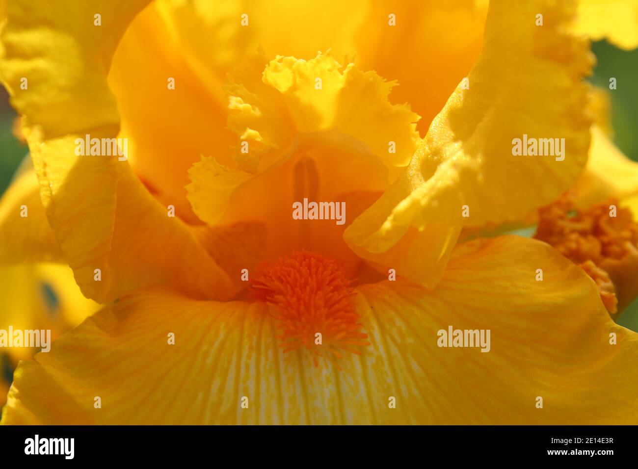 Bartiris "Martile Rowland" in einem privaten Garten in Nordrhein ...