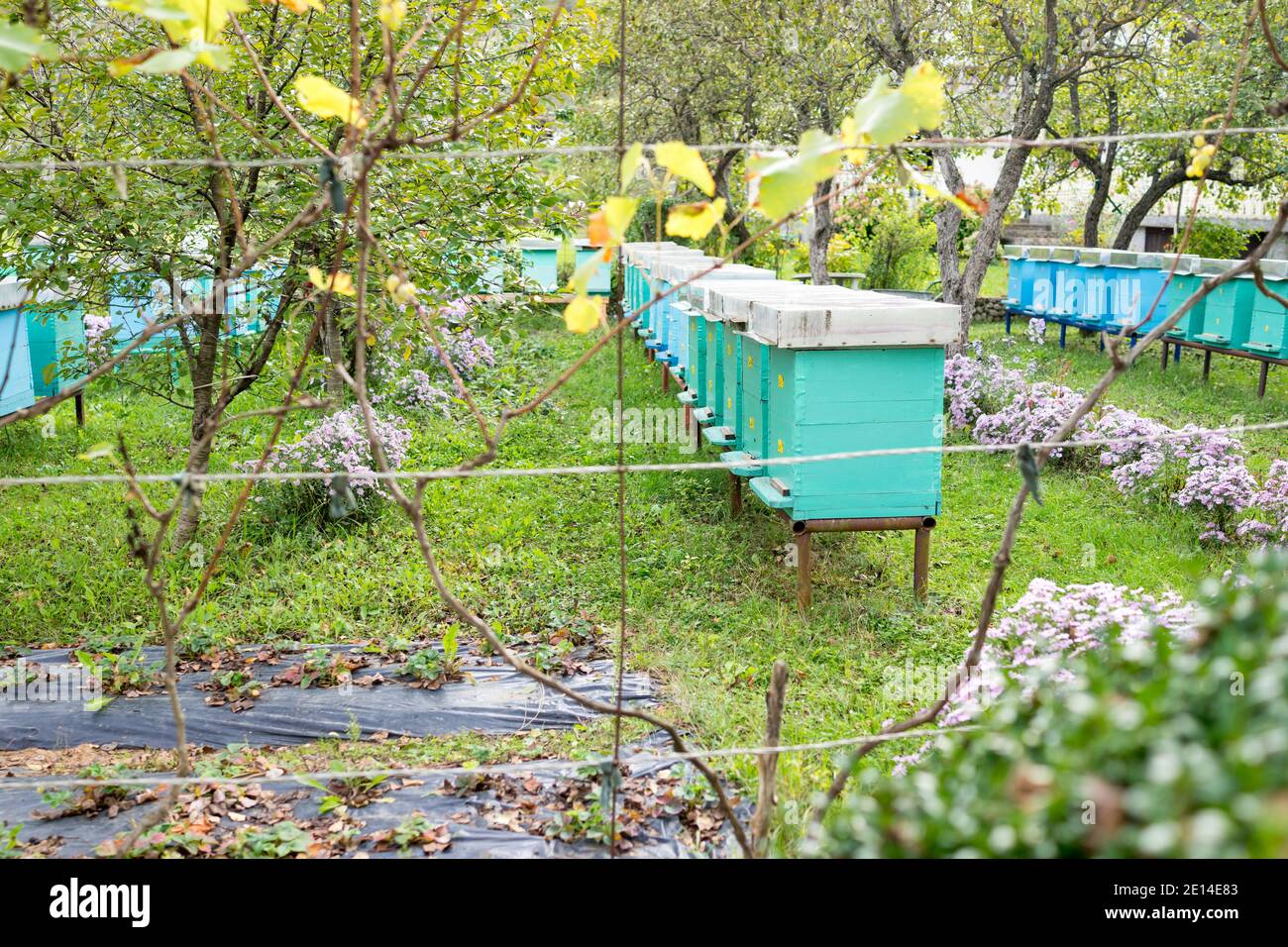 Blue bee hives to stand side by side on the field Stock Photo - Alamy