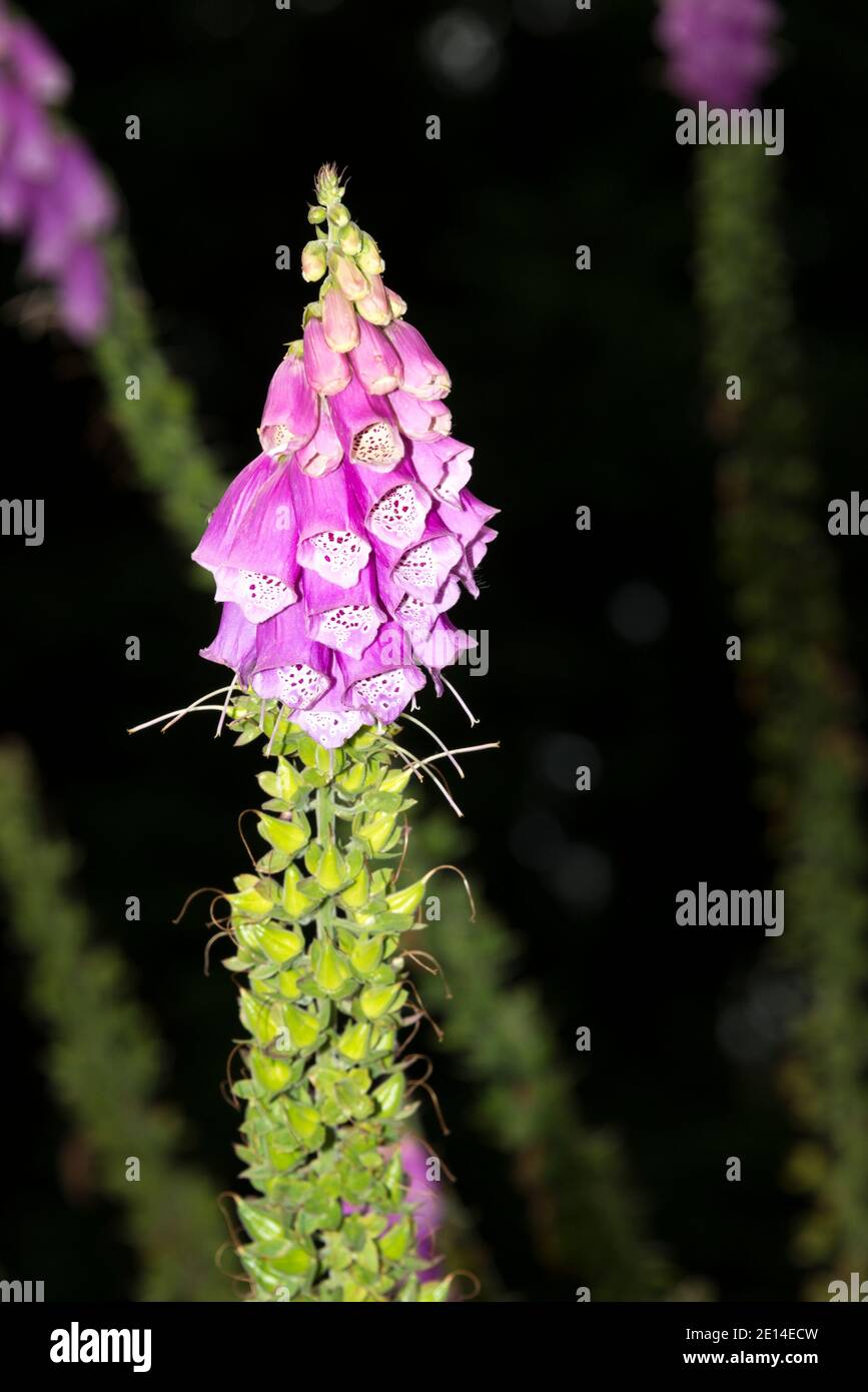 Digitalis cultivar hi-res stock photography and images - Alamy