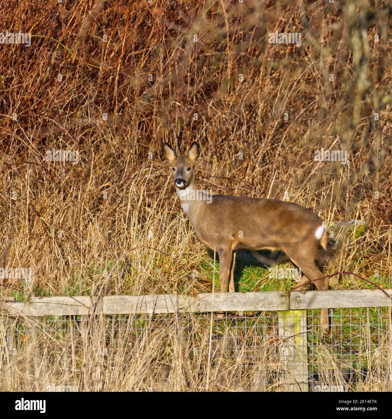 Roe deer running full stretch hi-res stock photography and images - Alamy