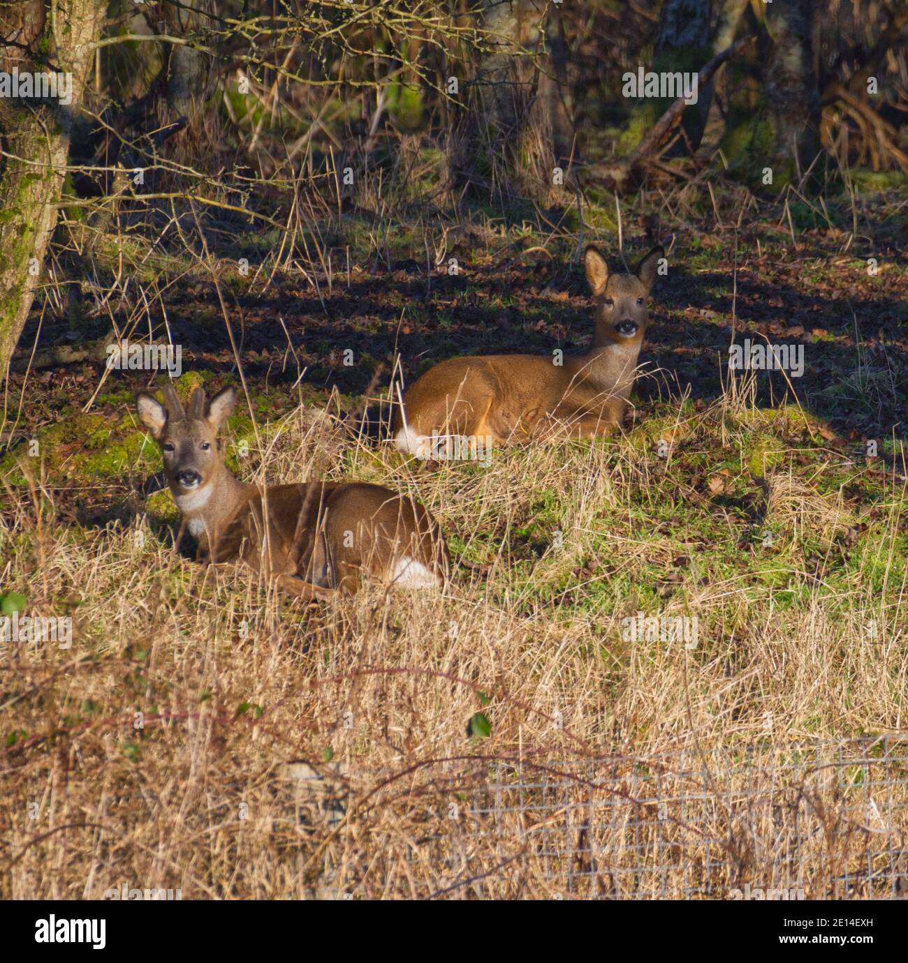 Roe deer running full stretch hi-res stock photography and images - Alamy
