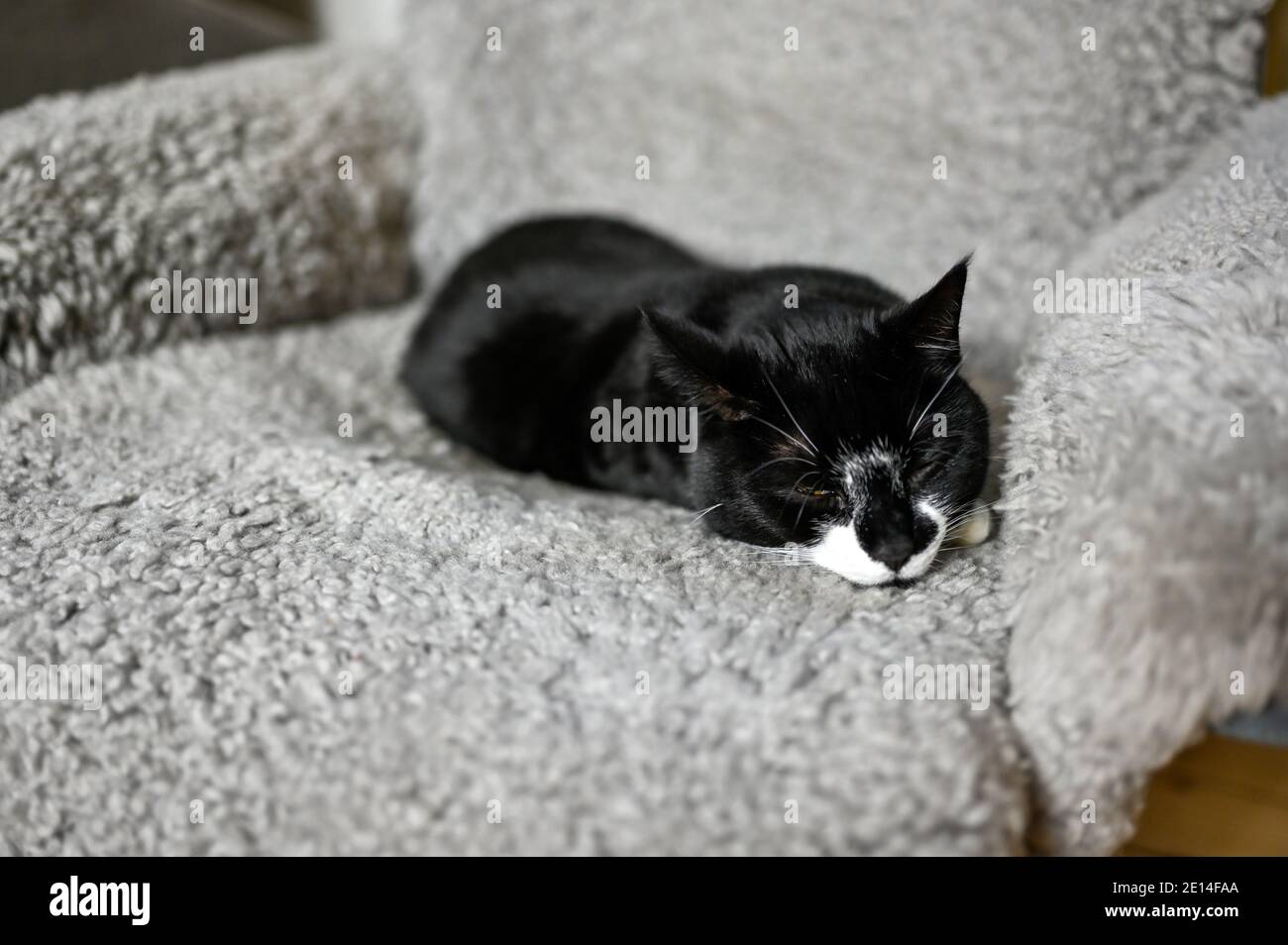 cute sleepy cat lying in a grey armchair Stock Photo - Alamy
