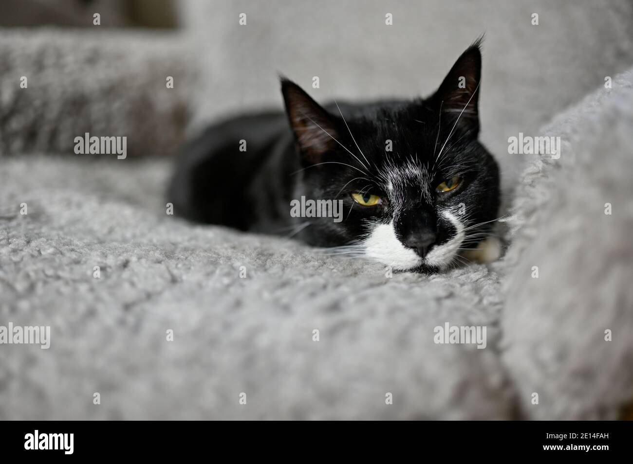 cute sleepy cat lying in a grey armchair Stock Photo - Alamy