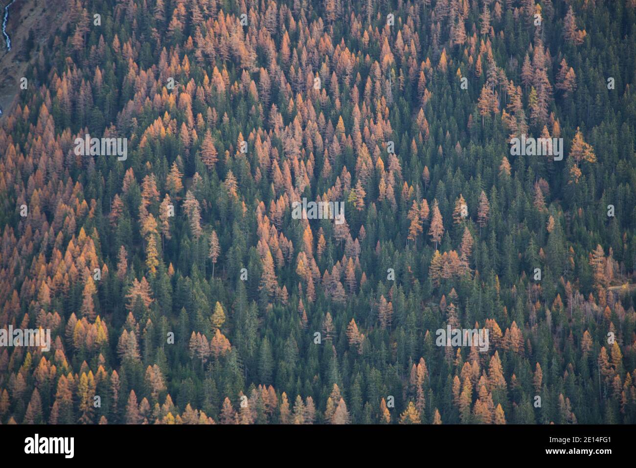 Forest with fall sun in the spring valley hi-res stock photography and ...