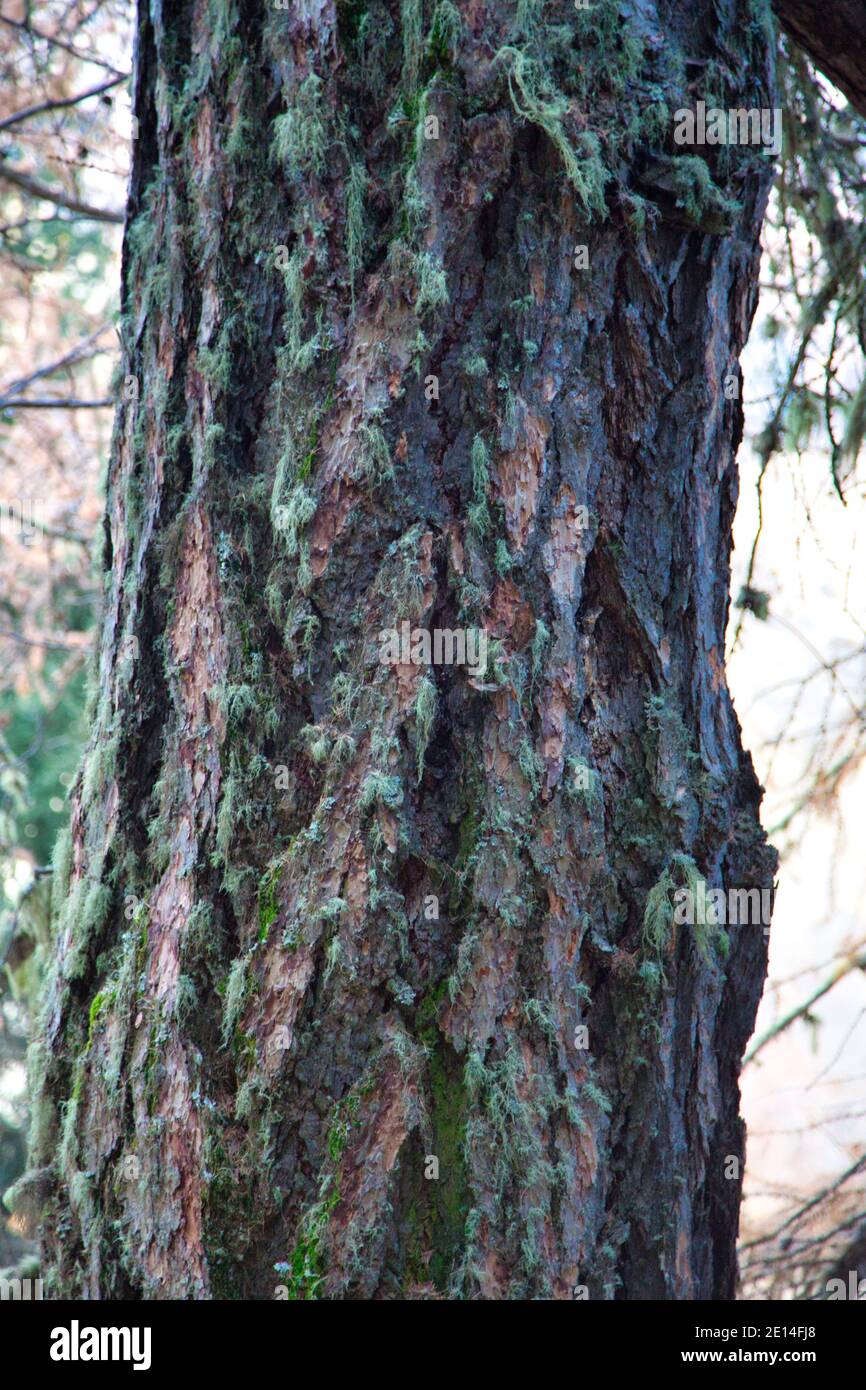 Tree stump insect infestation hi-res stock photography and images - Alamy